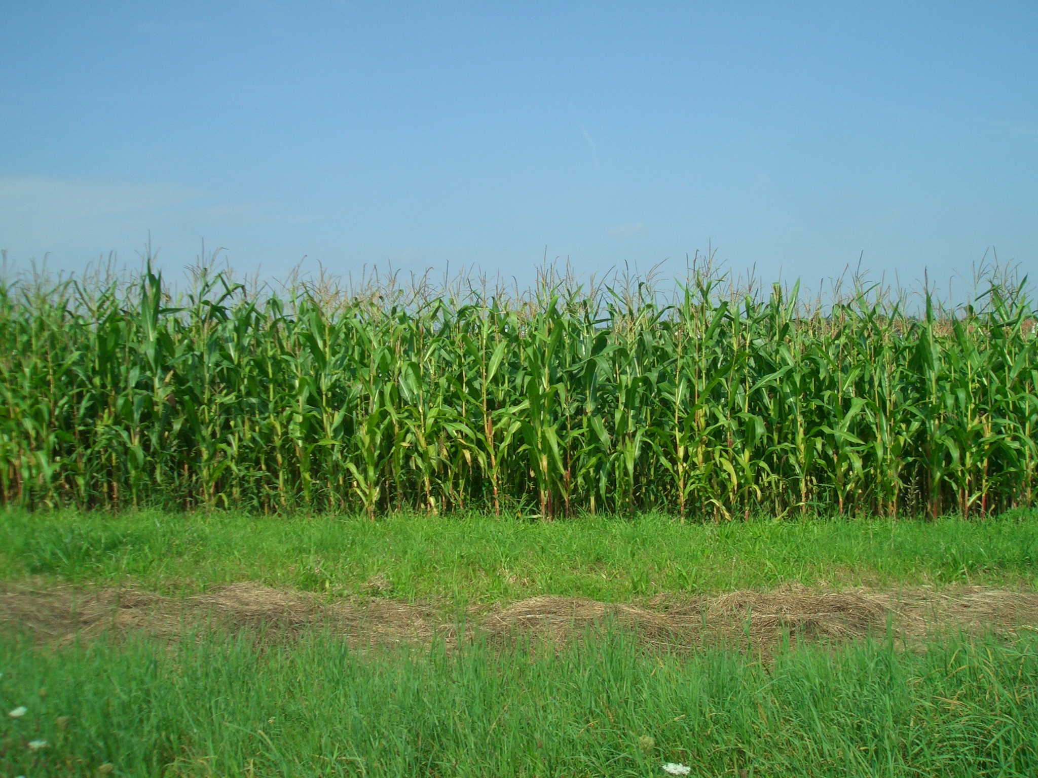 corn field – Workman & Associates